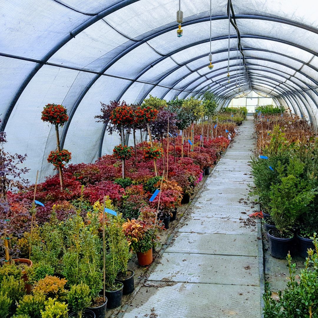 I vivai Scarlatta - Scarlatta 1924