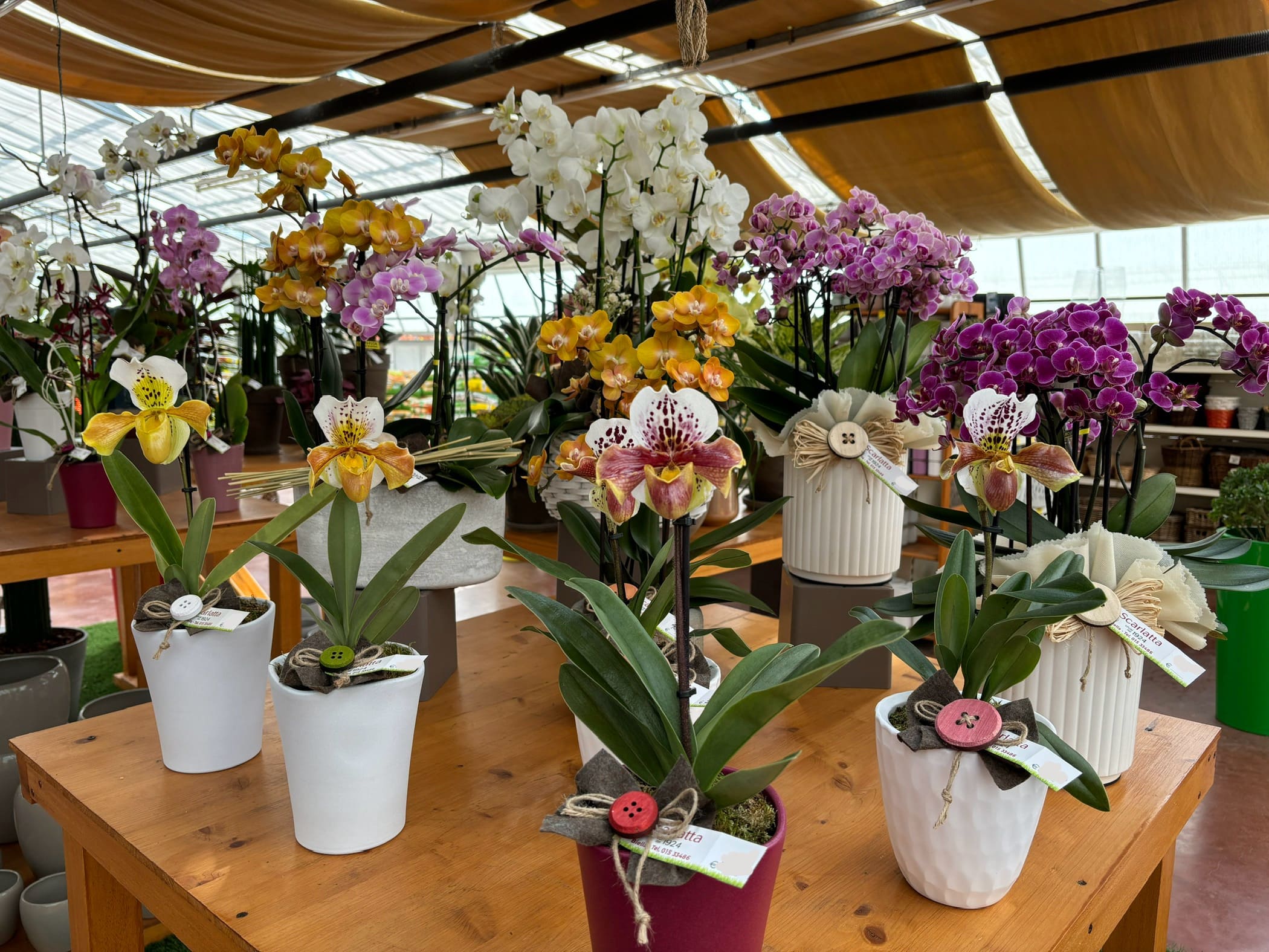 Piante da regalare: idee per Pasqua e la primavera
